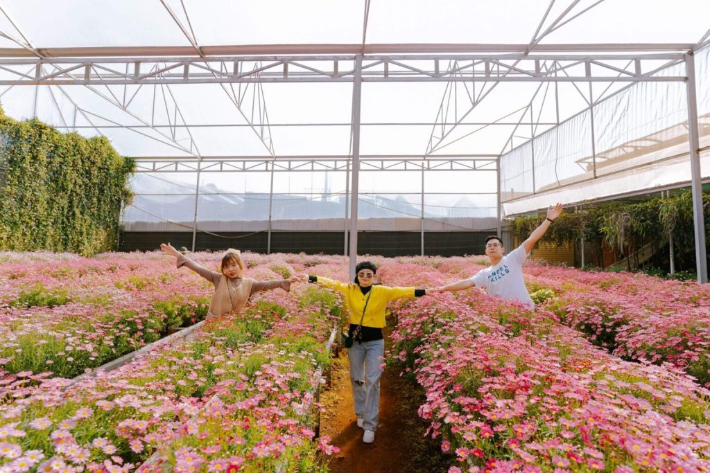 Top 10 Best Flower Gardens in Da Lat – Stunning Fields for Million ...